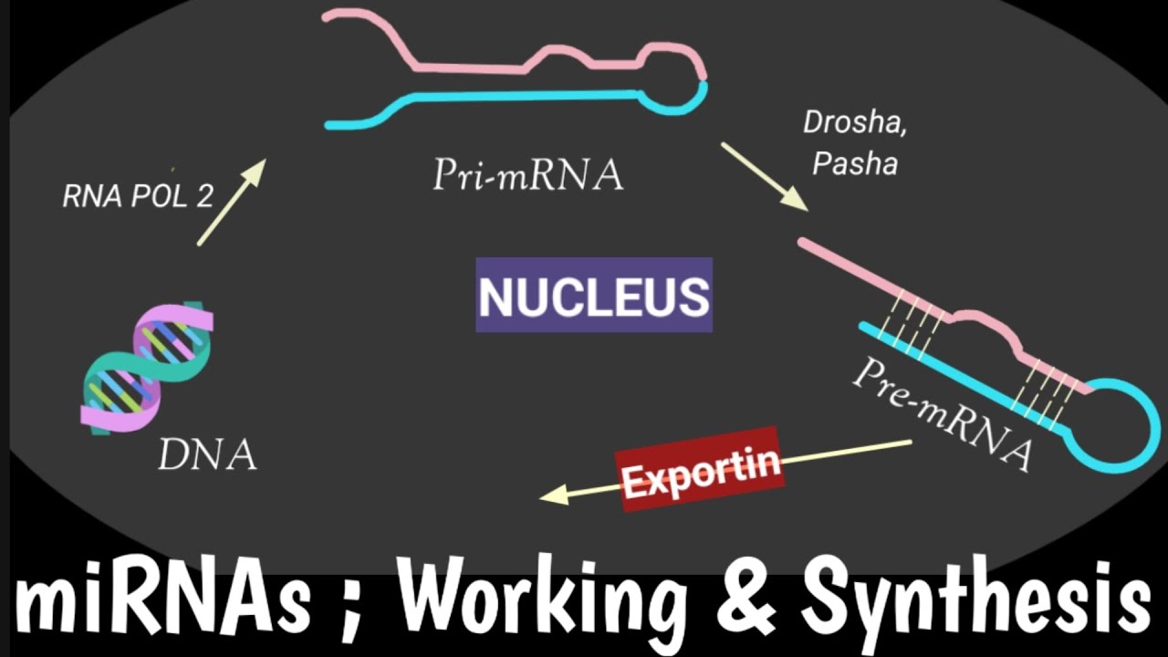 MicroRNAs | How miRNAs Made & Work | Gene Silencing & Biogenesis of ...