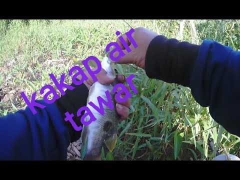 mancing kakap air tawar, kakap tompel ll pataga#short - YouTube