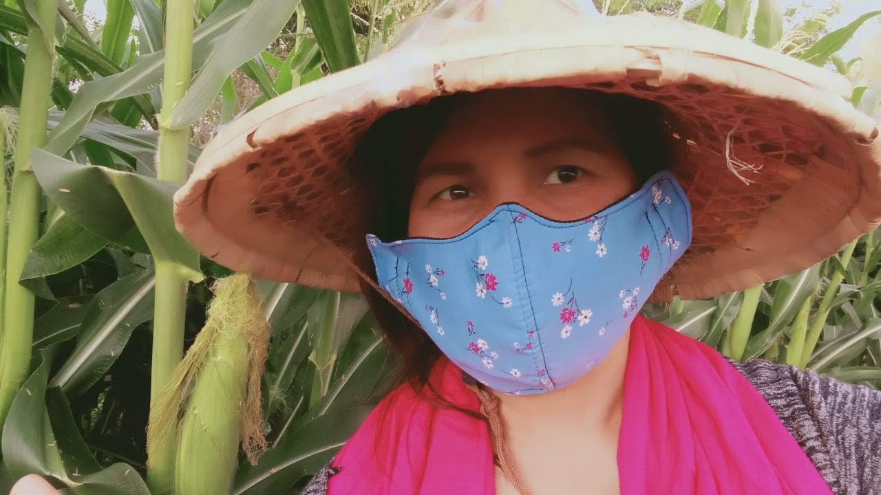 Planted corn,big variety cucumber,and bagyo beans/Taiwan - YouTube
