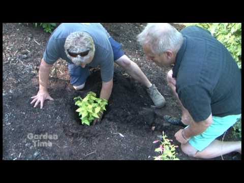 Planting Hardy Fuchsias - YouTube