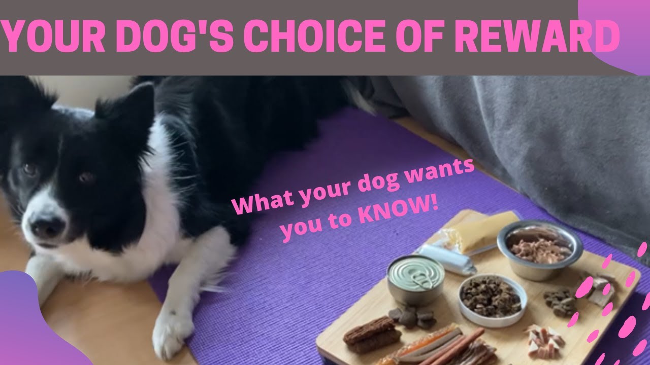 Dog Trainer's Tips on Rewards in a Positive Dog Training - YouTube