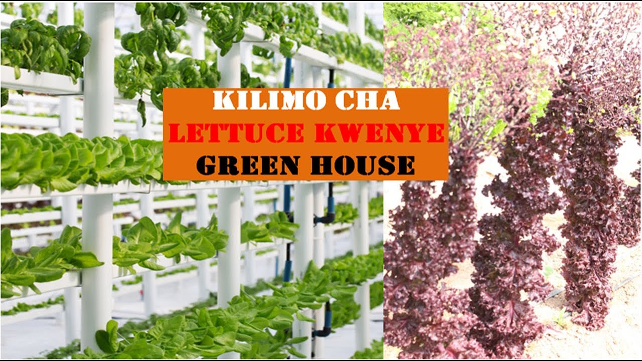 FAIDA TANO ZA KULIMA MBOGA MBOGA(LETTUCE) NDANI YA GREEN HOUSE (SHAMBA ...