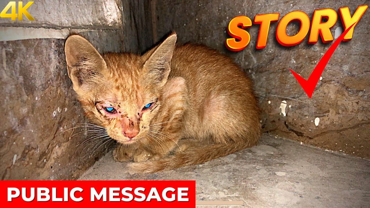 Public Awareness Story | 4K Homeless Kitten #homelesscats - YouTube