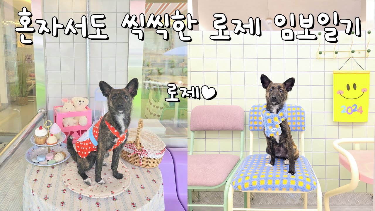 로제 임보일기 22 ㅣ대관운동장에서 사진찍기 둔감화 놔 훈련 목욕ㅣ1인가구 임시보호 유기견임보 유기견 유기견임시