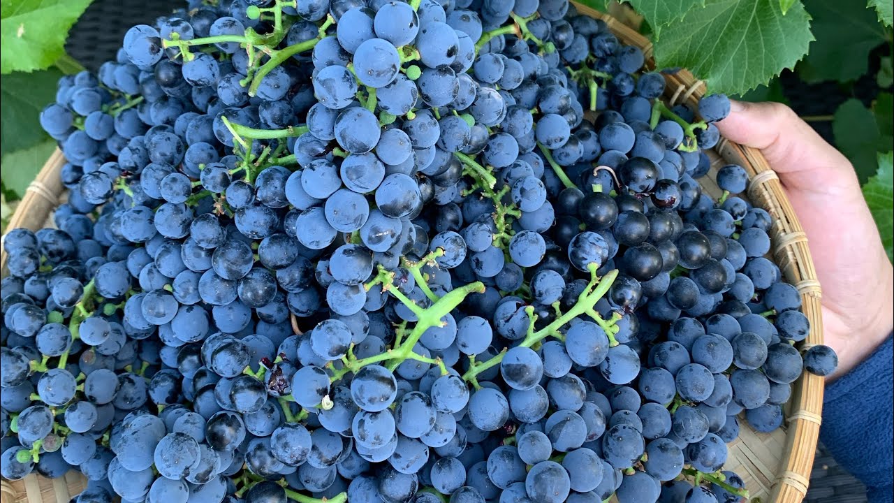 Harvests the grape from my garden,if you’re have the grape in your ...