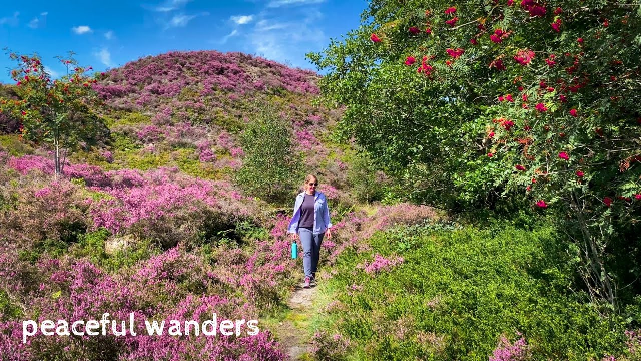 Hidden Heather Trails Above Tintwistle | Peaceful Walk in the Peak ...