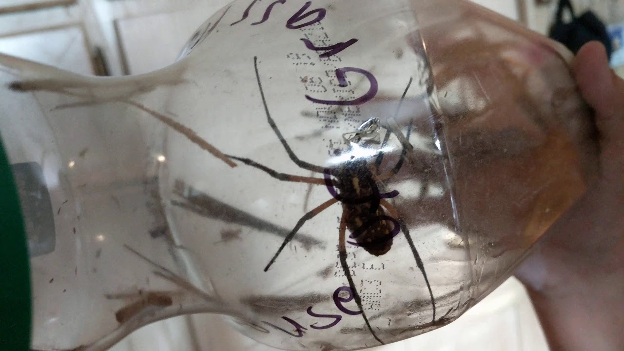 ️Little Boy Caught a Gigantic Spider-Scary Texas Spiders!!!Living My ...