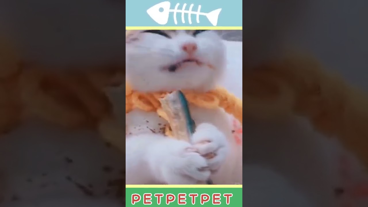 Funny Cute Cat 😽😻😽😻Glutton🐟🐟🐟 - YouTube