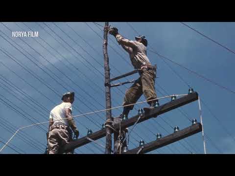 Elektrik Tellerine Çıkan Kuşları Neden Elektrik Çarpmaz Biliyor musunuz ?