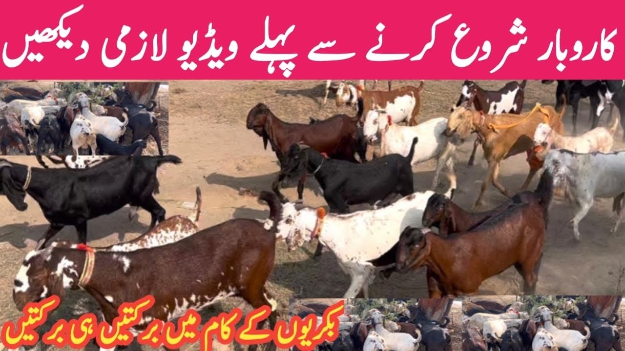 Goat Farming Secret Tips || Successful Bakri Farming || Goat Farm in ...