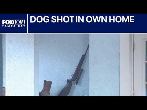 Florida man breaks into neighbor's home, shoots and kills dog: HCSO