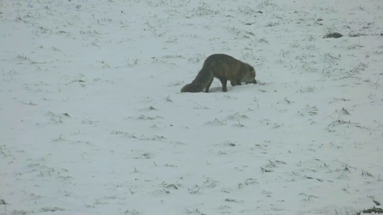 A hunting fox - Ein Fuchs auf der Jagd - YouTube
