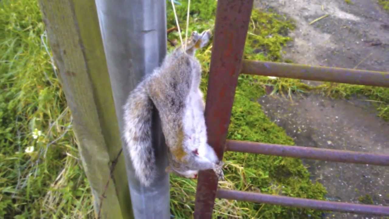 Grey Squirrel Hunting - YouTube