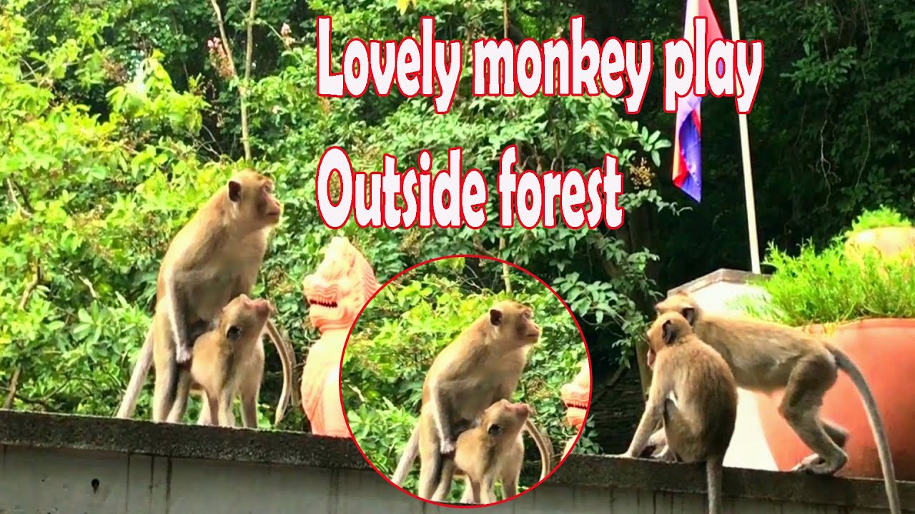 Lovely monkey play outside forest | Life Monkeys | Mountain Monkey ...