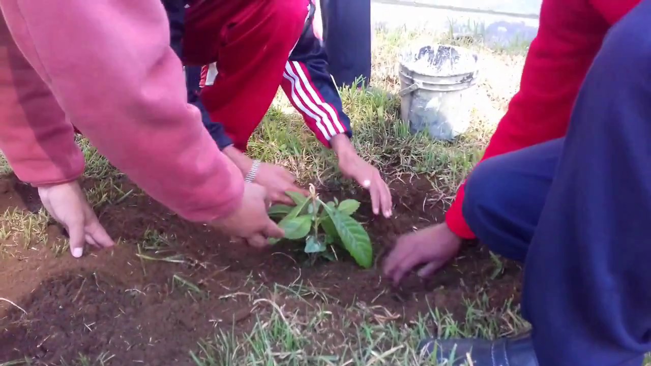 PLANTAMIENTO DE ARBOLES FRUTALES EN MI COLEGIO - YouTube