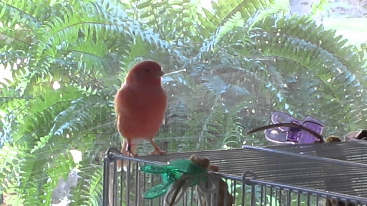 Red Factor Canary Singing - YouTube