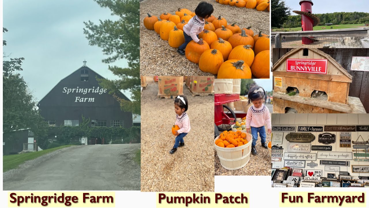Springridge Farm - Milton, Ontario | Canada | Pumpkin Patch | Fun Farm ...