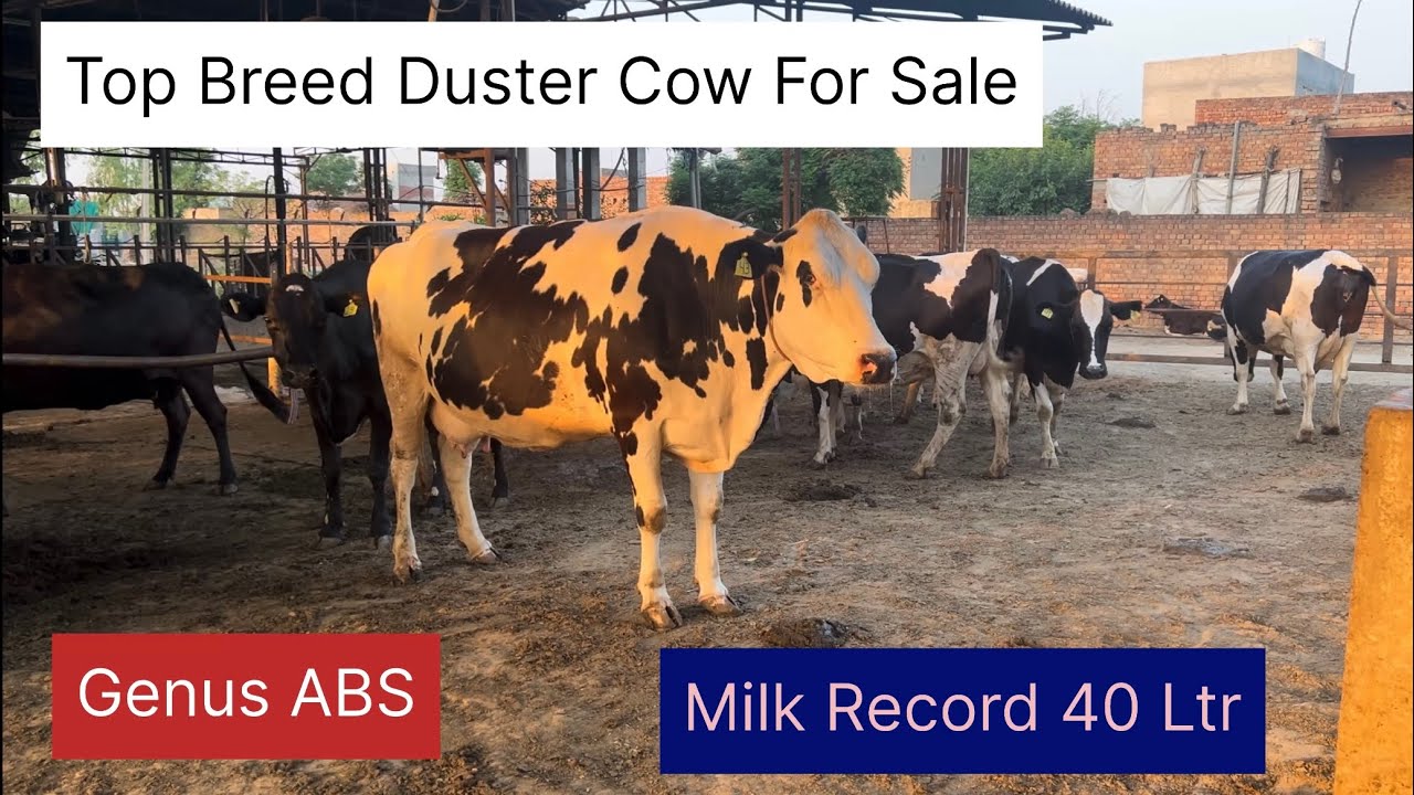 Top Breed Duster Cow (ABS) For Sale || Milk Record 40 Ltr || Bassi ...