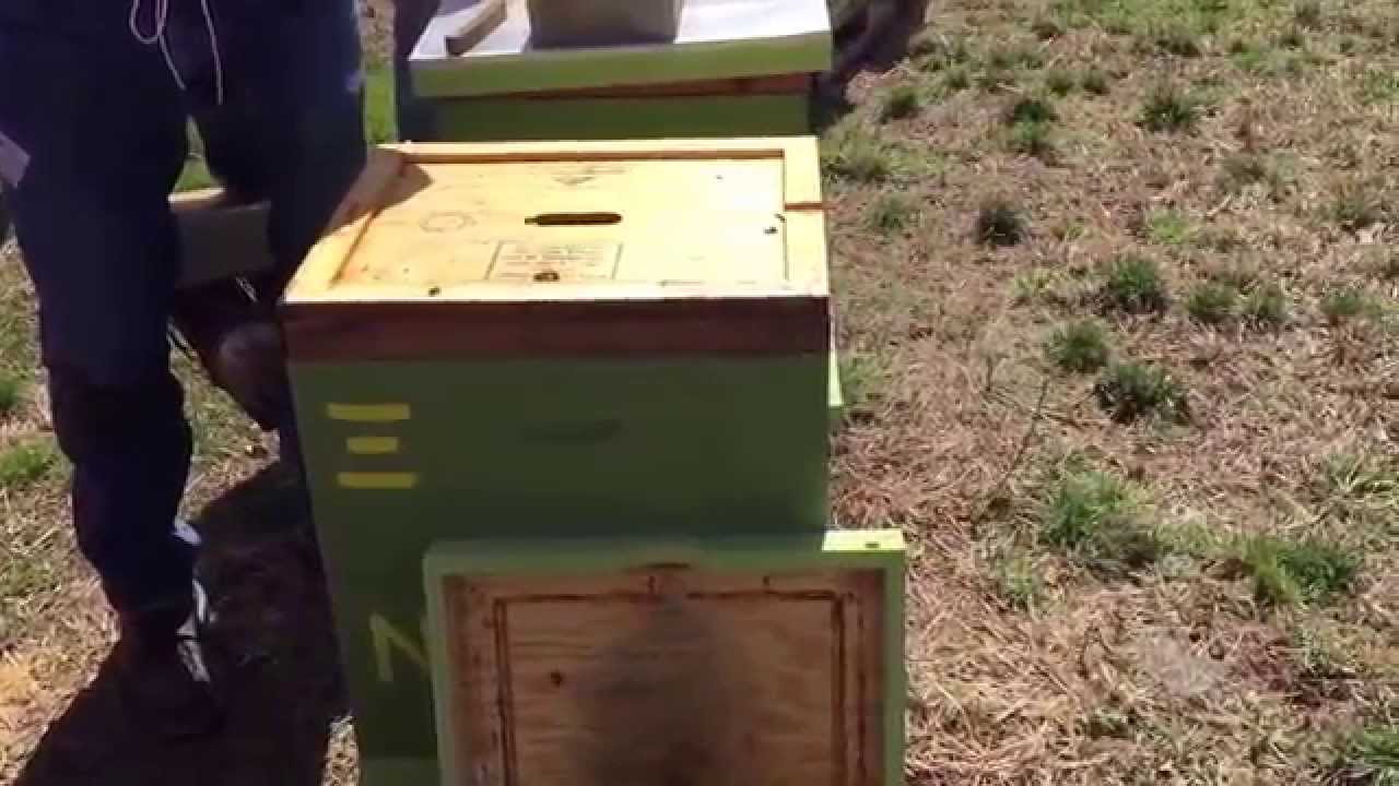 Beekeeper Jeff Burd inspects hive with apivar strip - YouTube