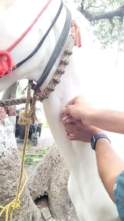 How to give intravenous (i/v) injection to a horse #horse #ivinjection #animals - YouTube