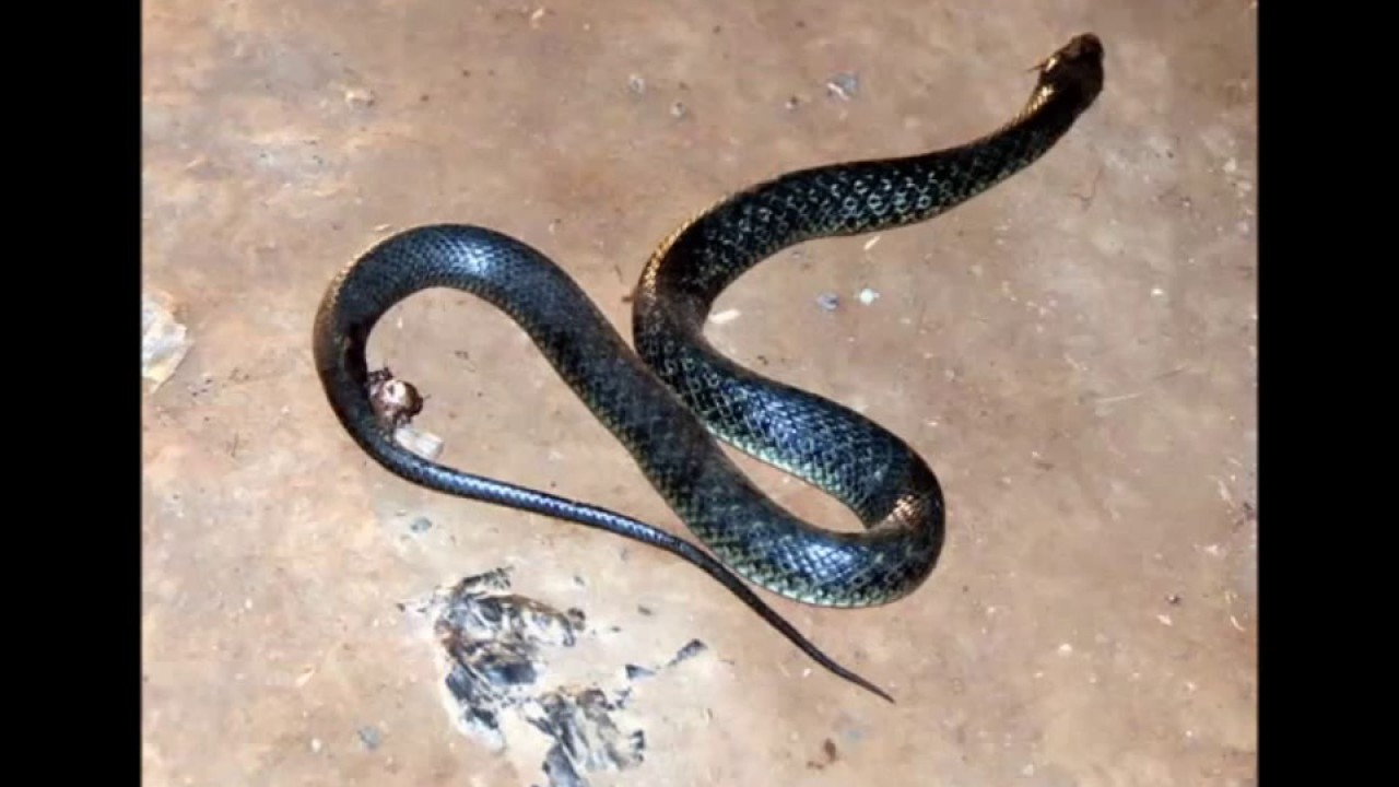 MP GWA truck crushed snake-नाग को कुचल गया ट्रक, 4 घंटे रास्ता रोककर ...