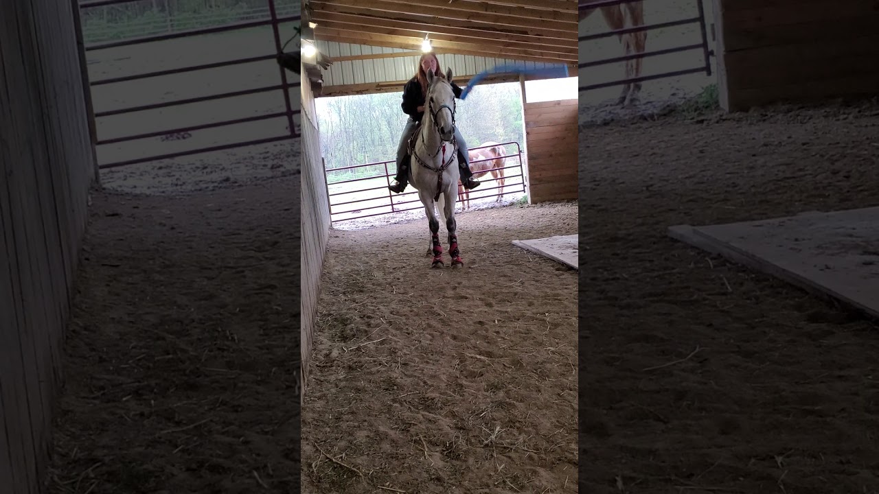 Double J&J Stables ~~~Parker ~ Thoroughbred gelding ~ Playing with Noodles - YouTube
