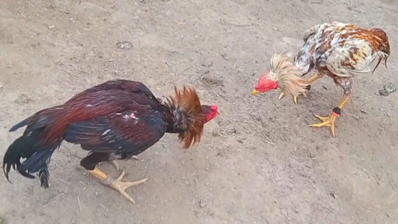 Home breed aseel murga my breader and fighter aseel murga my farm ...