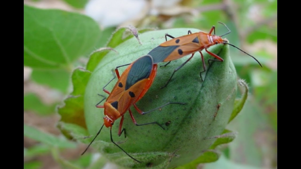 Many insect pests in the eggplant tree - YouTube