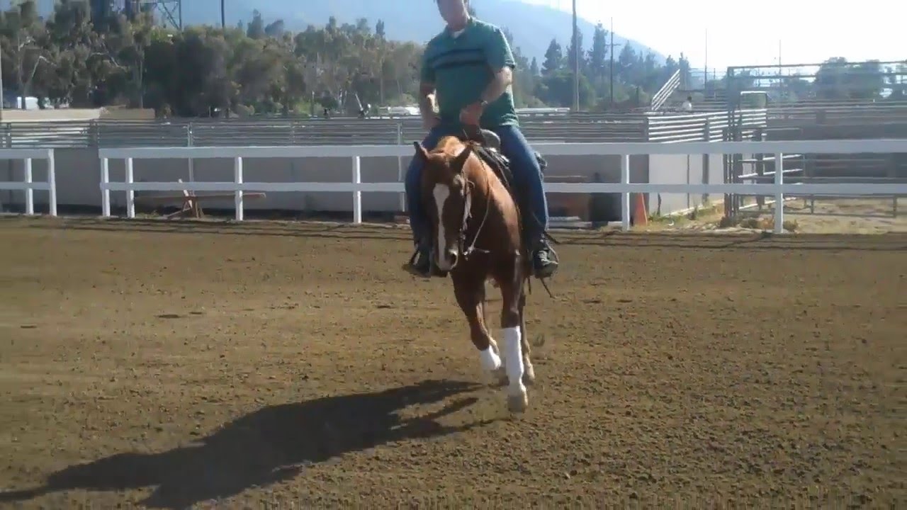 West Coast Safari - Reining Horse For Sale - Foran Performance Horses ...