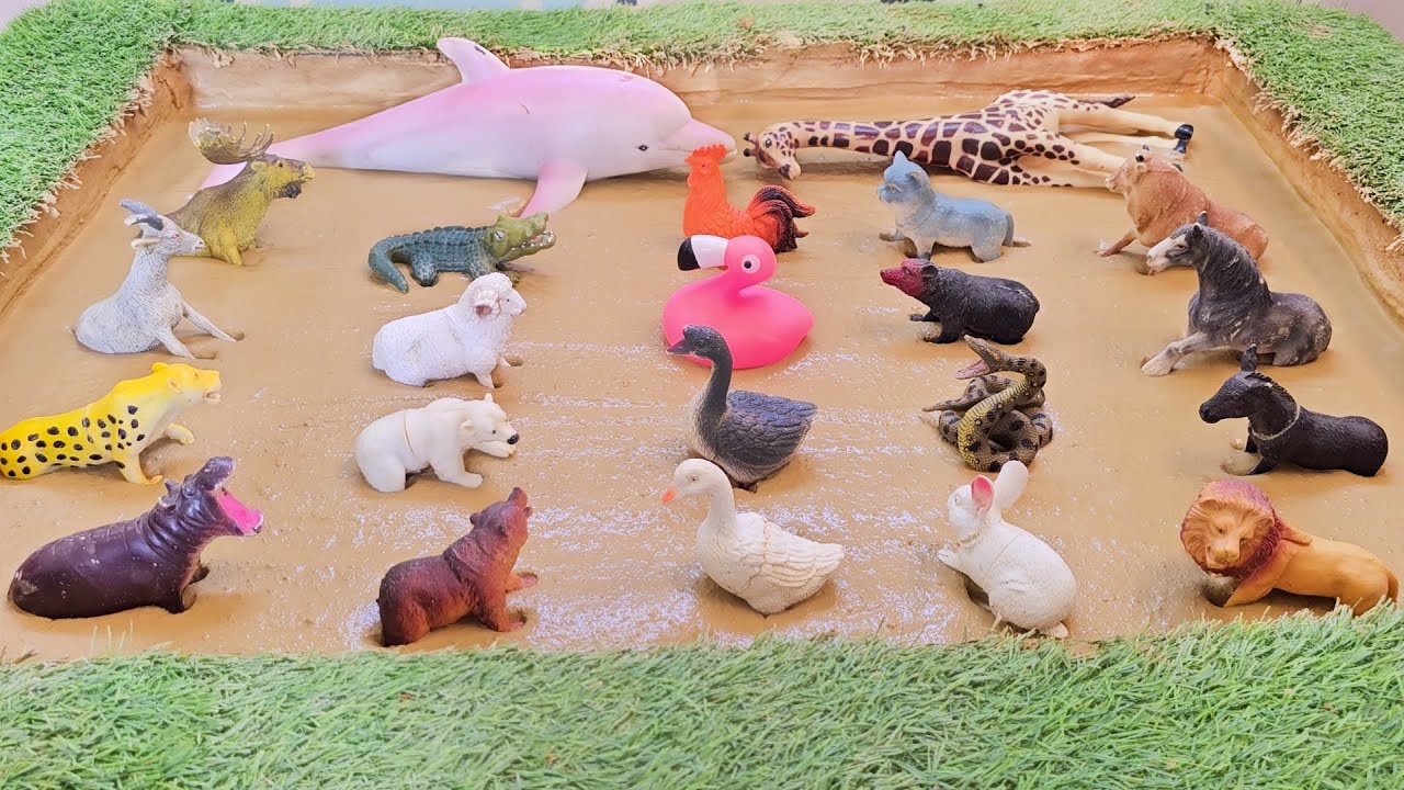 Giggly Wiggly Adventures: Discovering Deep Sea Animal Dolphin & African ...