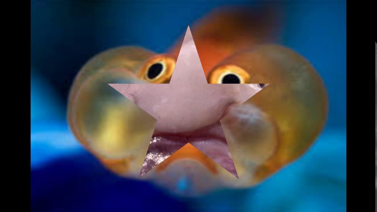 geef ons de blobvis - YouTube