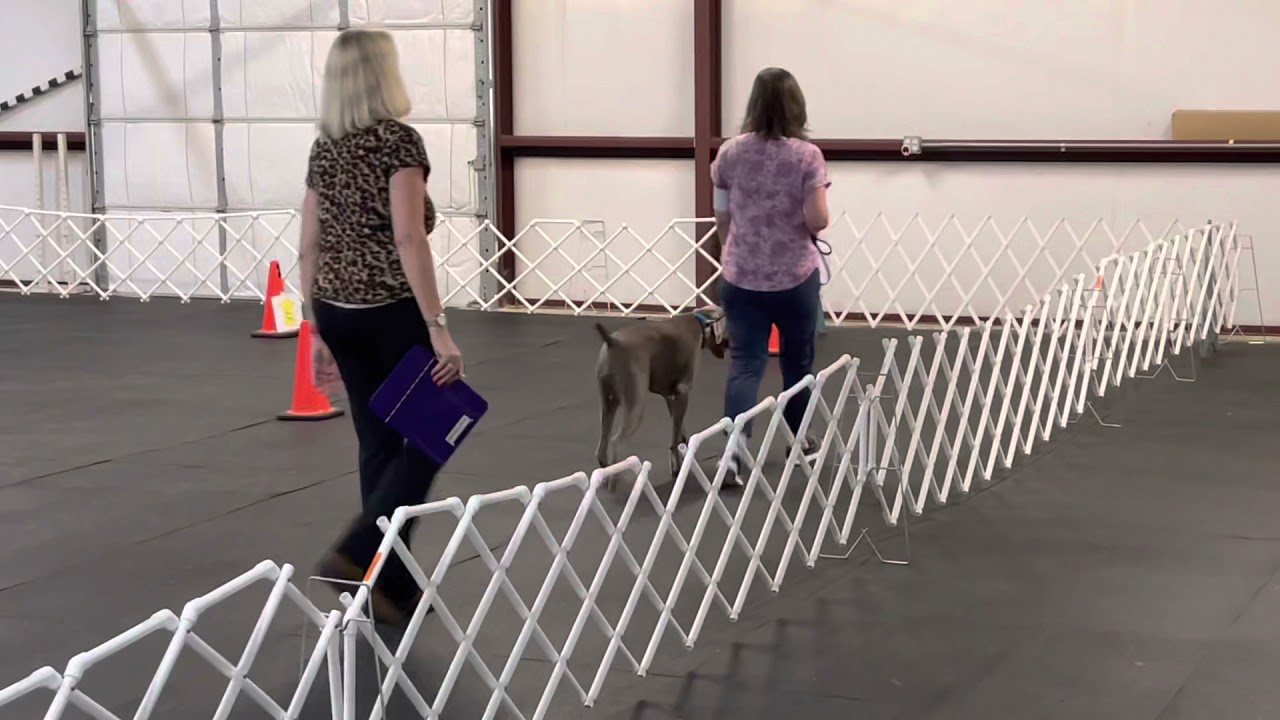 Weim’s First AKC Beginner Novice Obedience Leg - YouTube