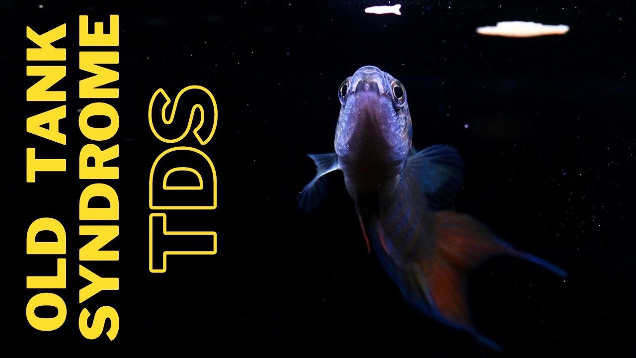 What is Old Tank Syndrome? How TDS - Total Dissolved Solid affects it ...