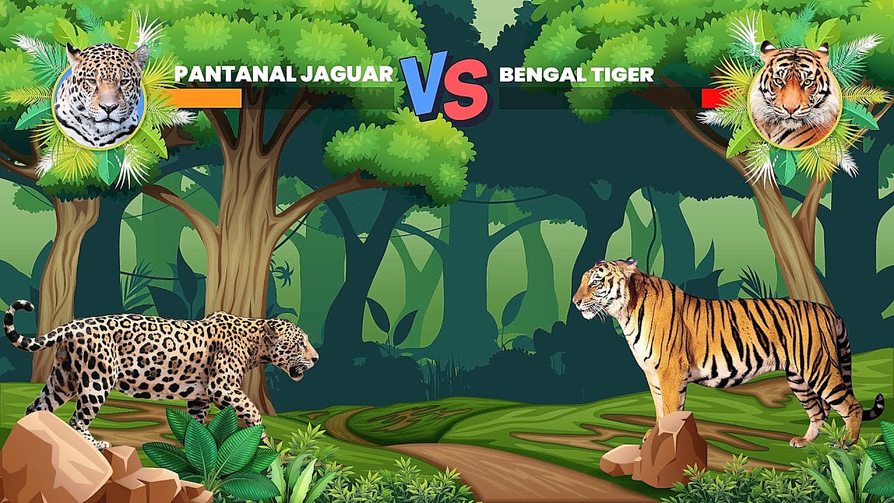 Tiger Vs Leopard Size