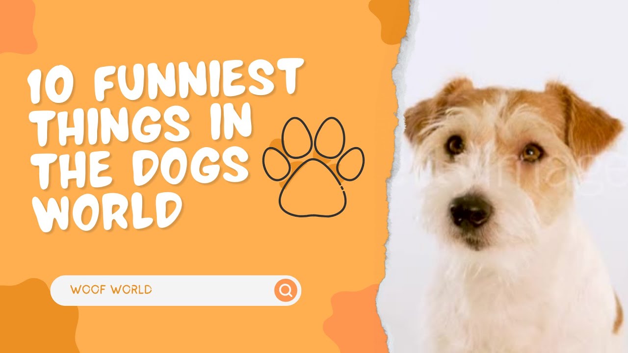 10 funniest things in the dogs world - YouTube