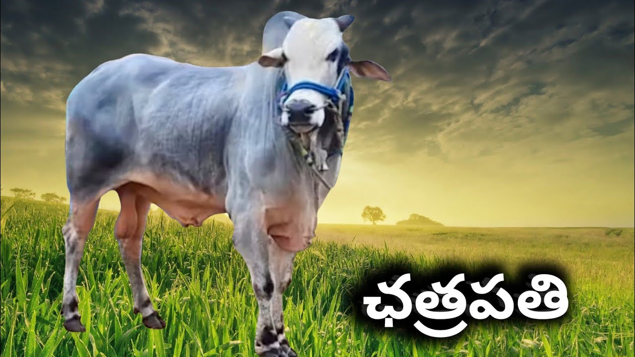 రికార్డులు సృష్టించిన ఛత్రపతి గిత్త || Ss Bulls || Mcor Bulls - YouTube