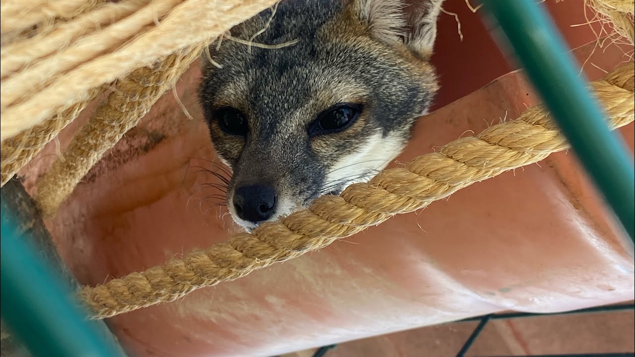 🔆🌴Contenido locochon y feroz🐾🦊 #animals #mapache #zorro #dankiwii - YouTube