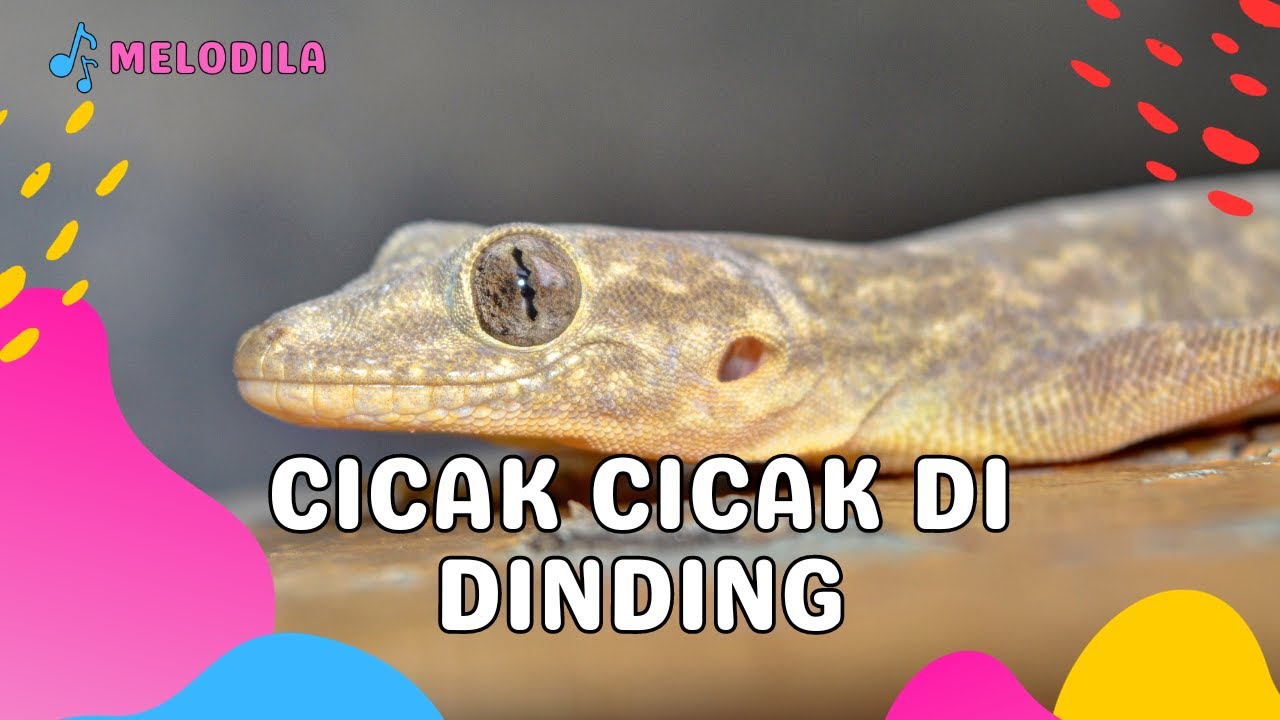 🔴 LAGU CICAK CICAK DI DINDING VERSI REMIX - Lagu Anak Balita | Lagu ...