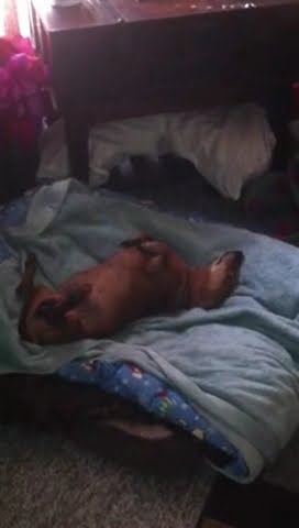 Adorable sleeping weiner dog caught by surprise cute - YouTube