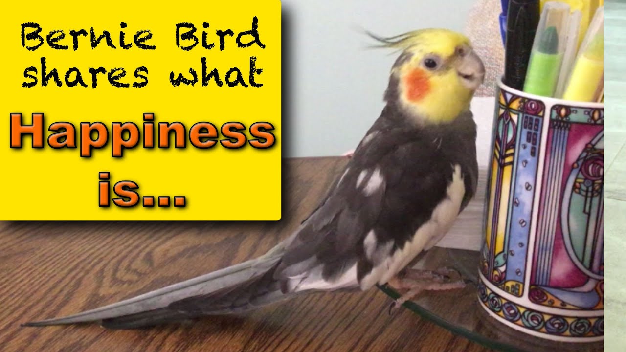 Happiness is - Bernie Bird's Whistling Wisdom - YouTube