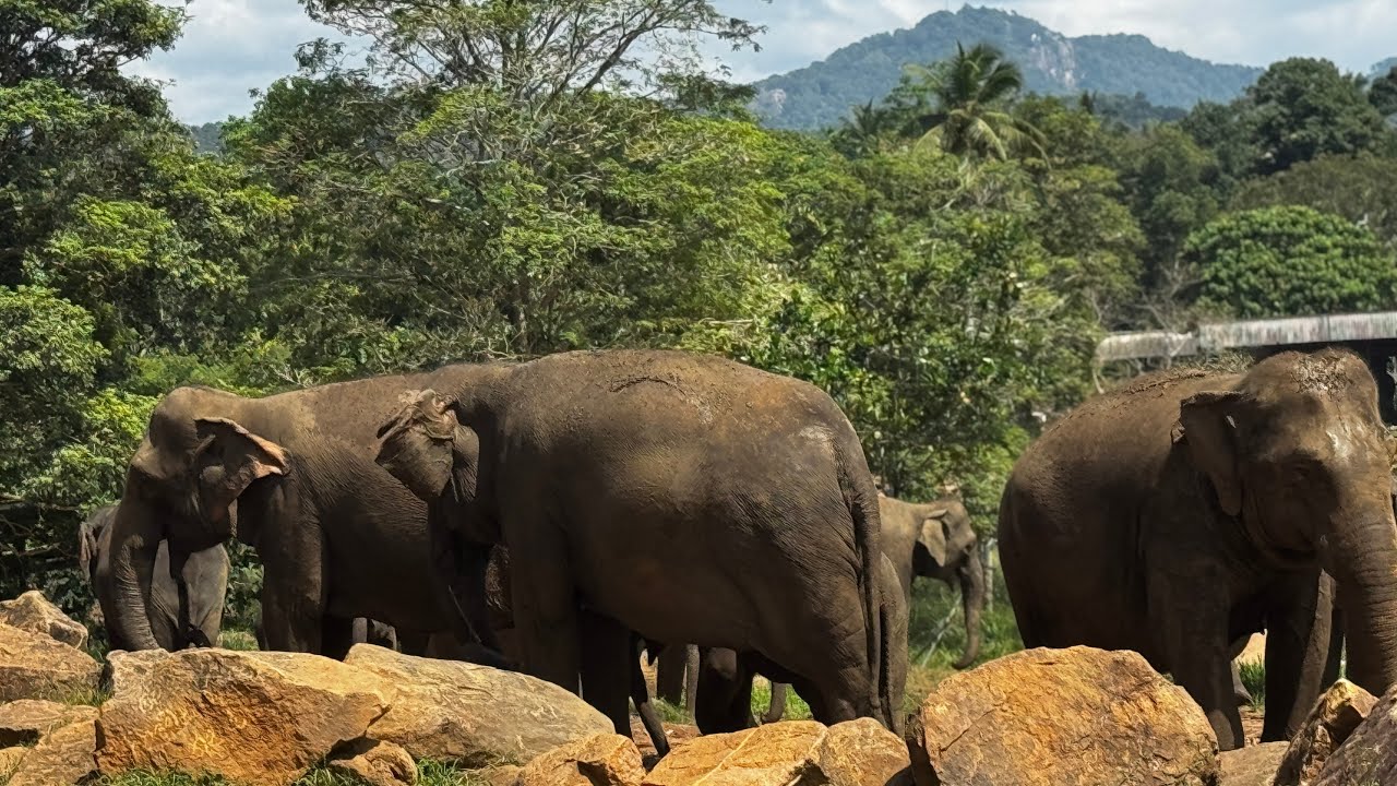 Kandy hill area #srilanka - YouTube