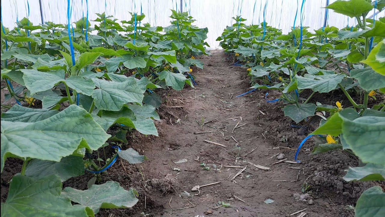 BALLISTIC F1 BODRING, QILNGAN ISHLAR QISQACHA..... #огурцы #bodring # ...