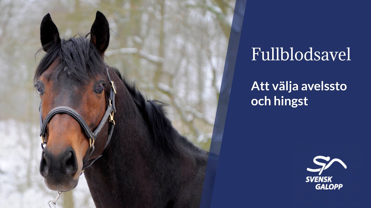 Fullblodsavel: Att välja avelssto och hingst - YouTube