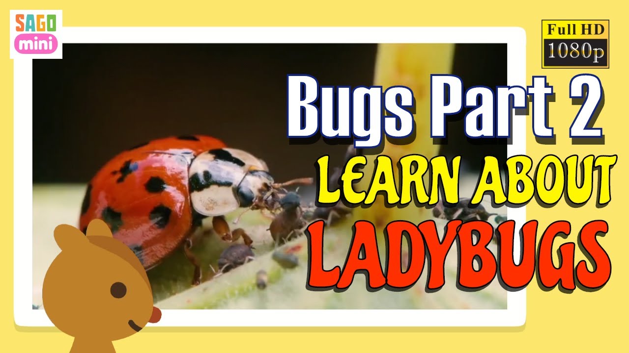 Sago Mini School: Bugs Part 2 Playthrough 🐛🐞 - Learning Games - YouTube