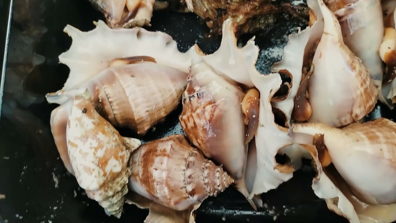 Seafoods saang & swake - YouTube