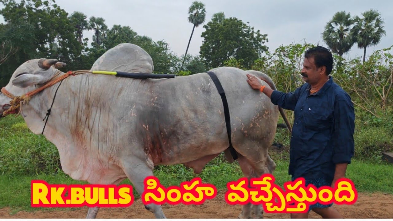 RK.bulls సింహ వచ్చేస్తుంది Ongole bulls - YouTube