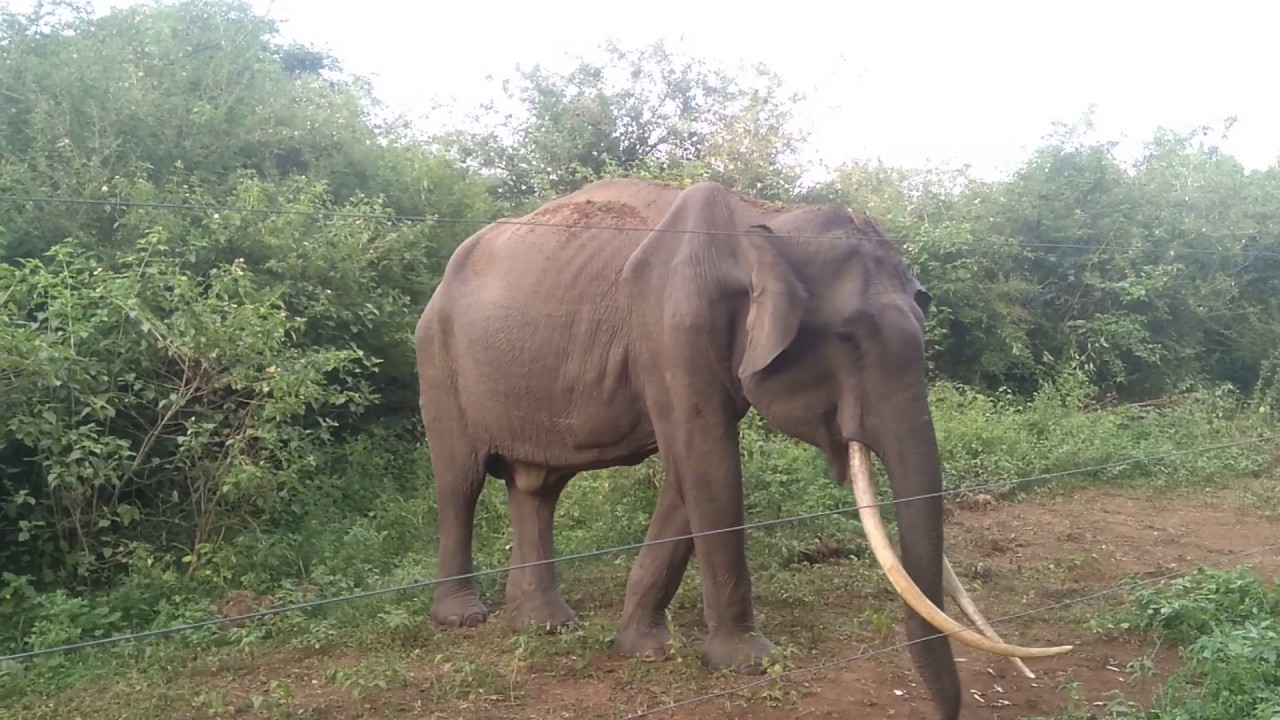 Sri lankan Wild Elephant Tusker at Udawalawa National Park - YouTube