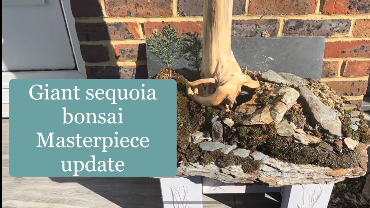 Giant sequoia bonsai forest masterpiece update @Bonsaicrazy #bonsai # ...