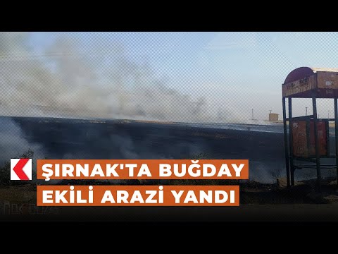 Şırnak'ta buğday ekili arazi yandı