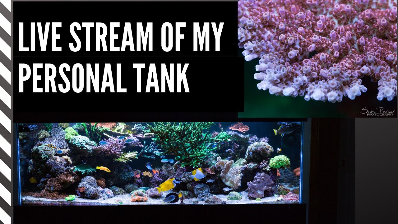 Live tank stream - YouTube